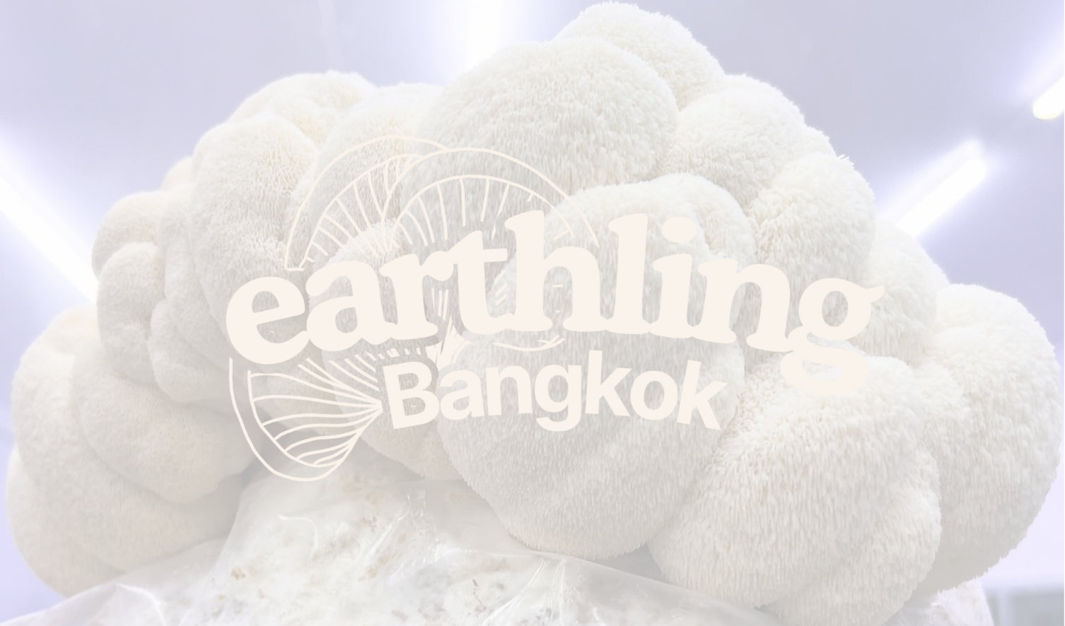 Earthling Mushrooms – Earthling Superfoods
